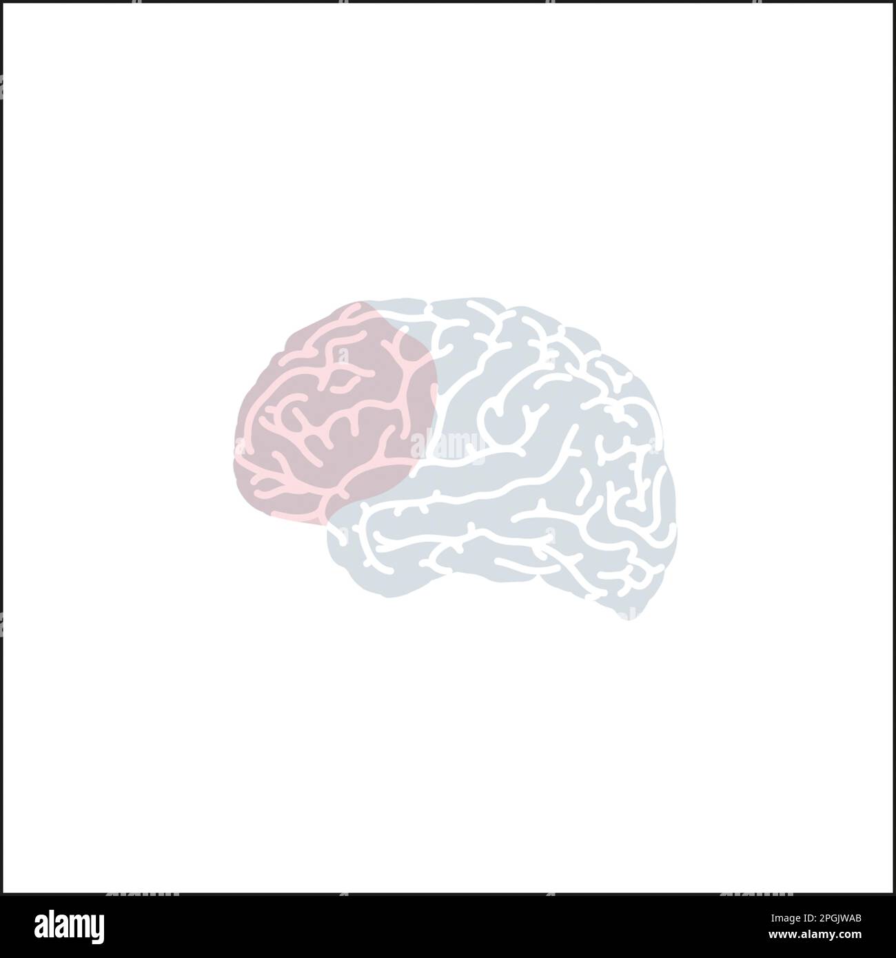 Cortex frontal Banque de photographies et d’images à haute résolution ...