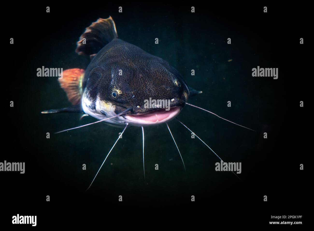 Un poisson-chat à queue rouge (Phractocephalus hemioliopterus), est vu ...