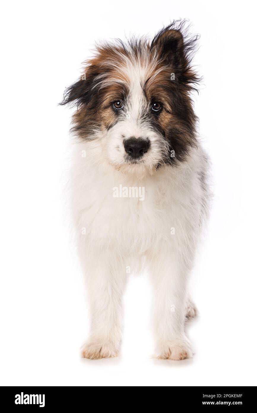 Chien elo Banque d'images détourées - Alamy