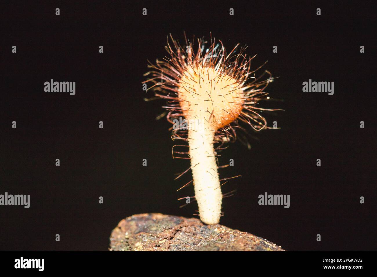 Phylum ascomycota Banque de photographies et d’images à haute ...