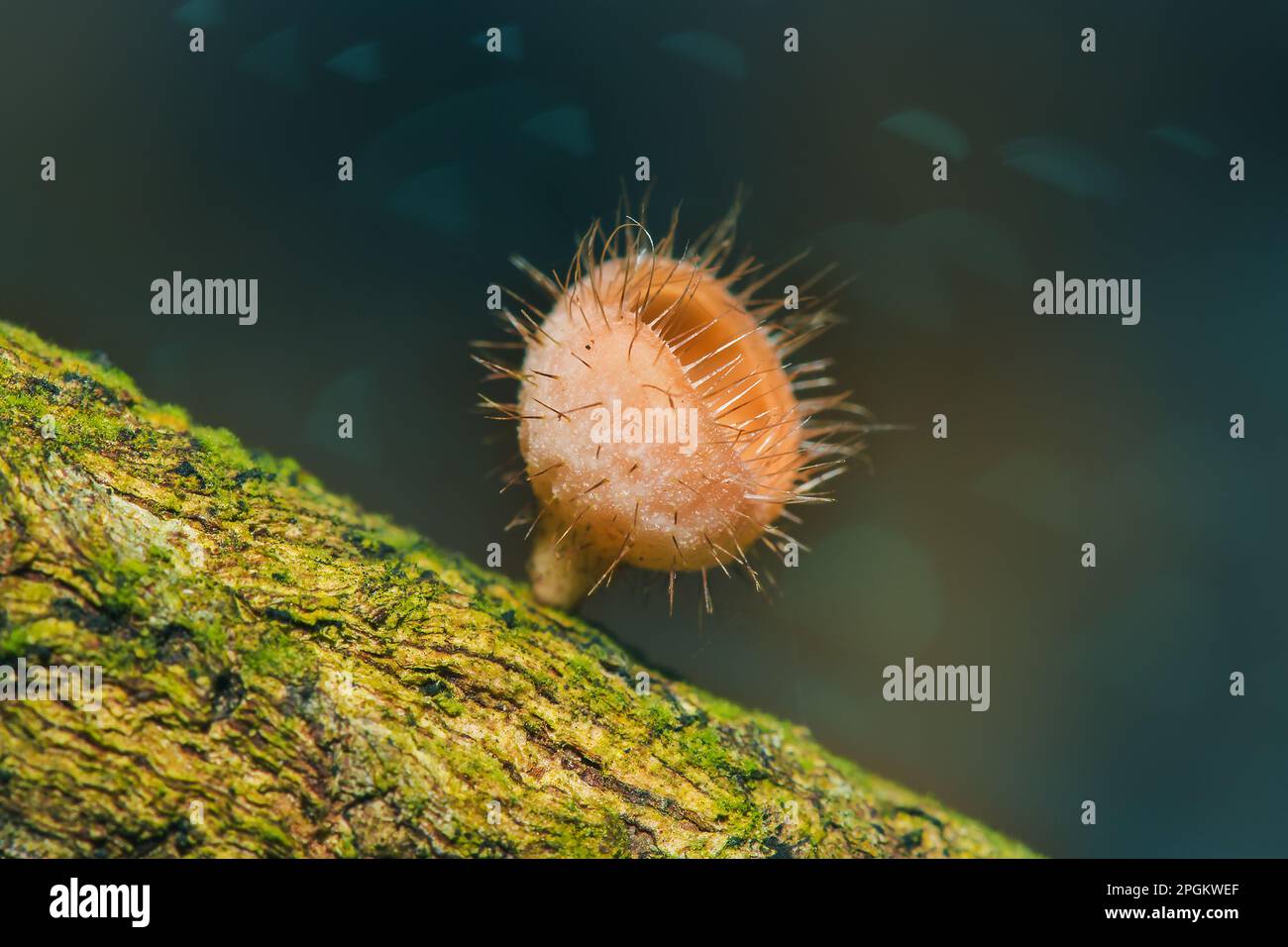 Phylum ascomycota Banque de photographies et d’images à haute ...