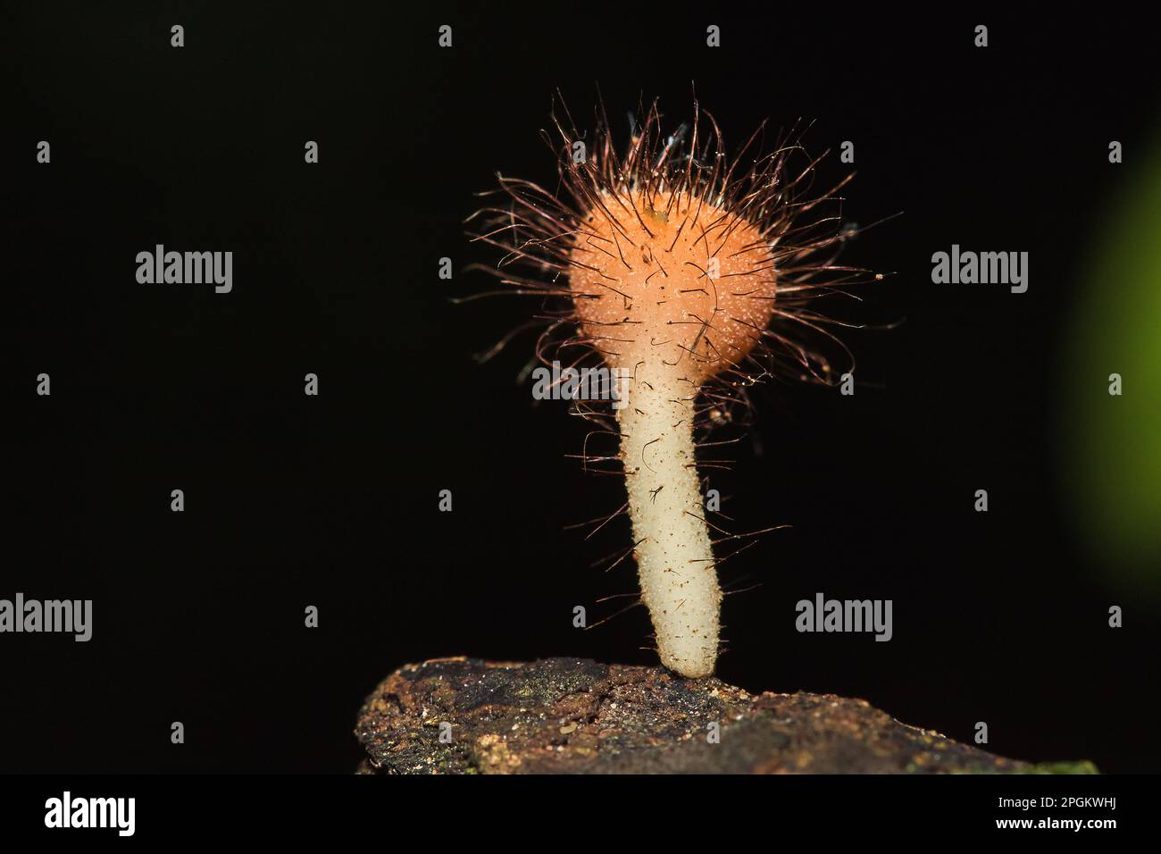 Les sulcipes de Cookeina sur les billes séchées les sulcipes de ...