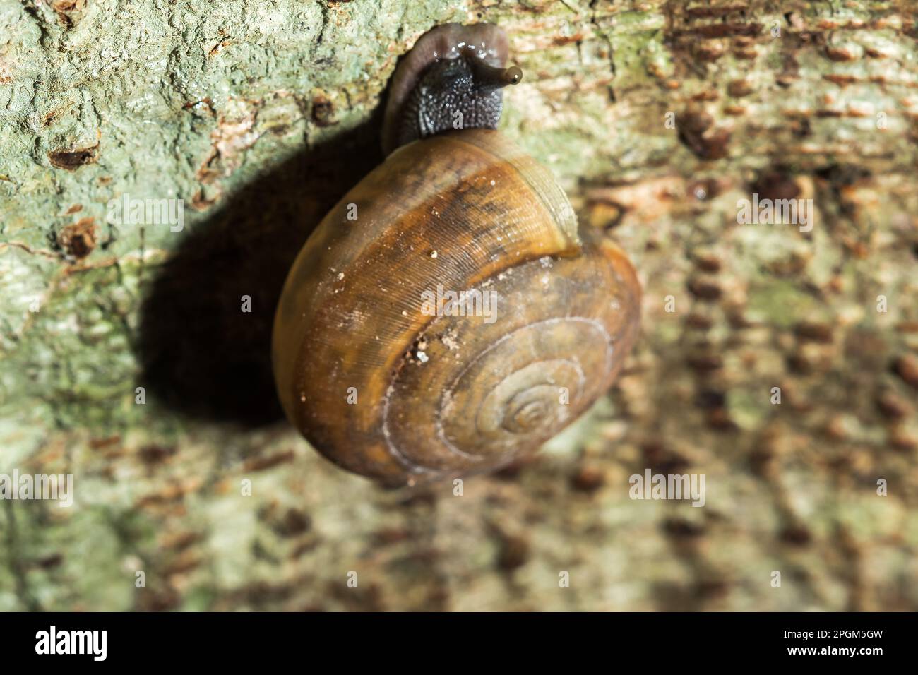 Un escargot monte un arbre, les escargots sont classés comme ...