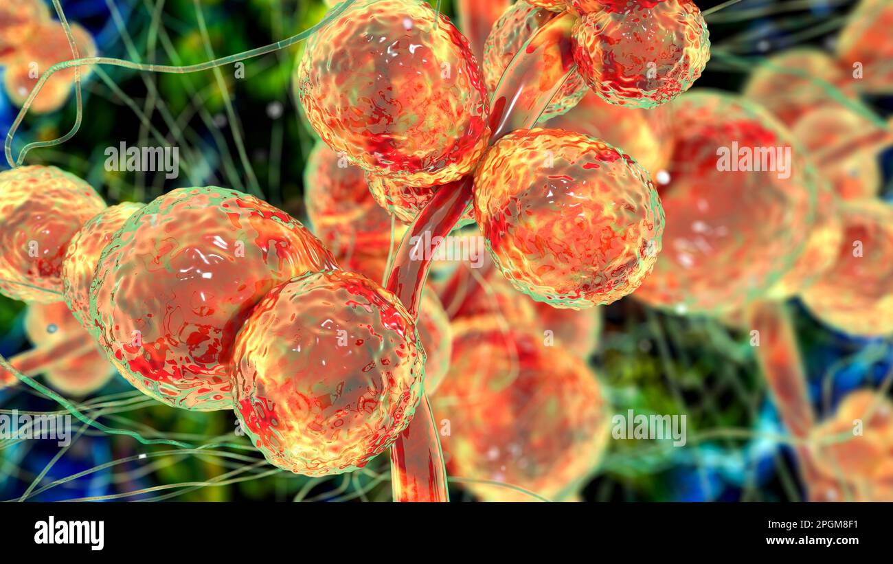 Champignons candida ciferrii Banque de photographies et d’images à ...