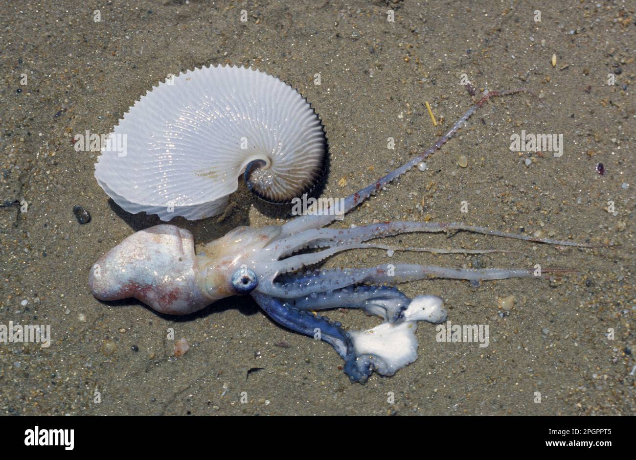 Argonaut nautilus Banque de photographies et d’images à haute ...
