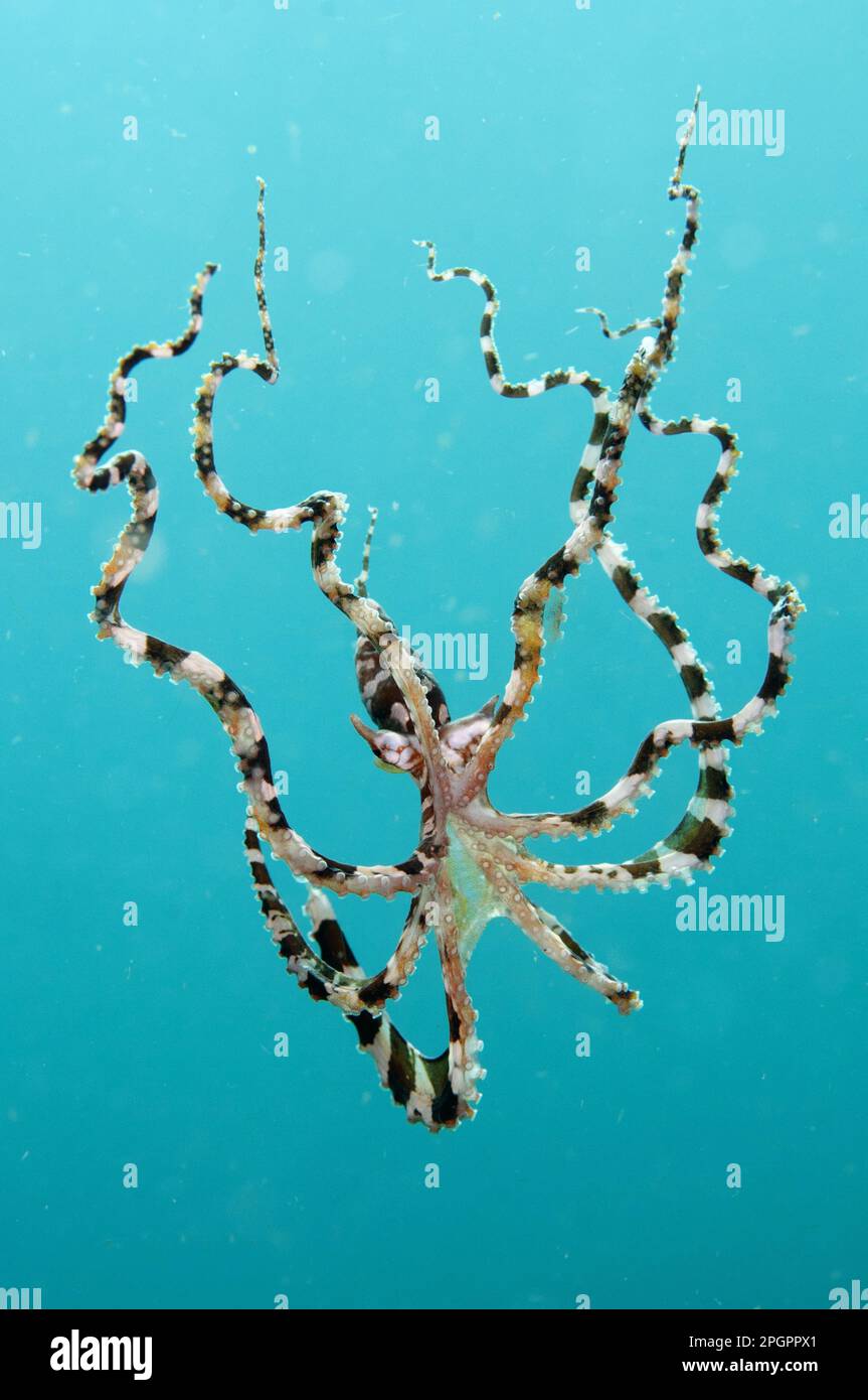 Wonderpus octopus Banque de photographies et d’images à haute ...