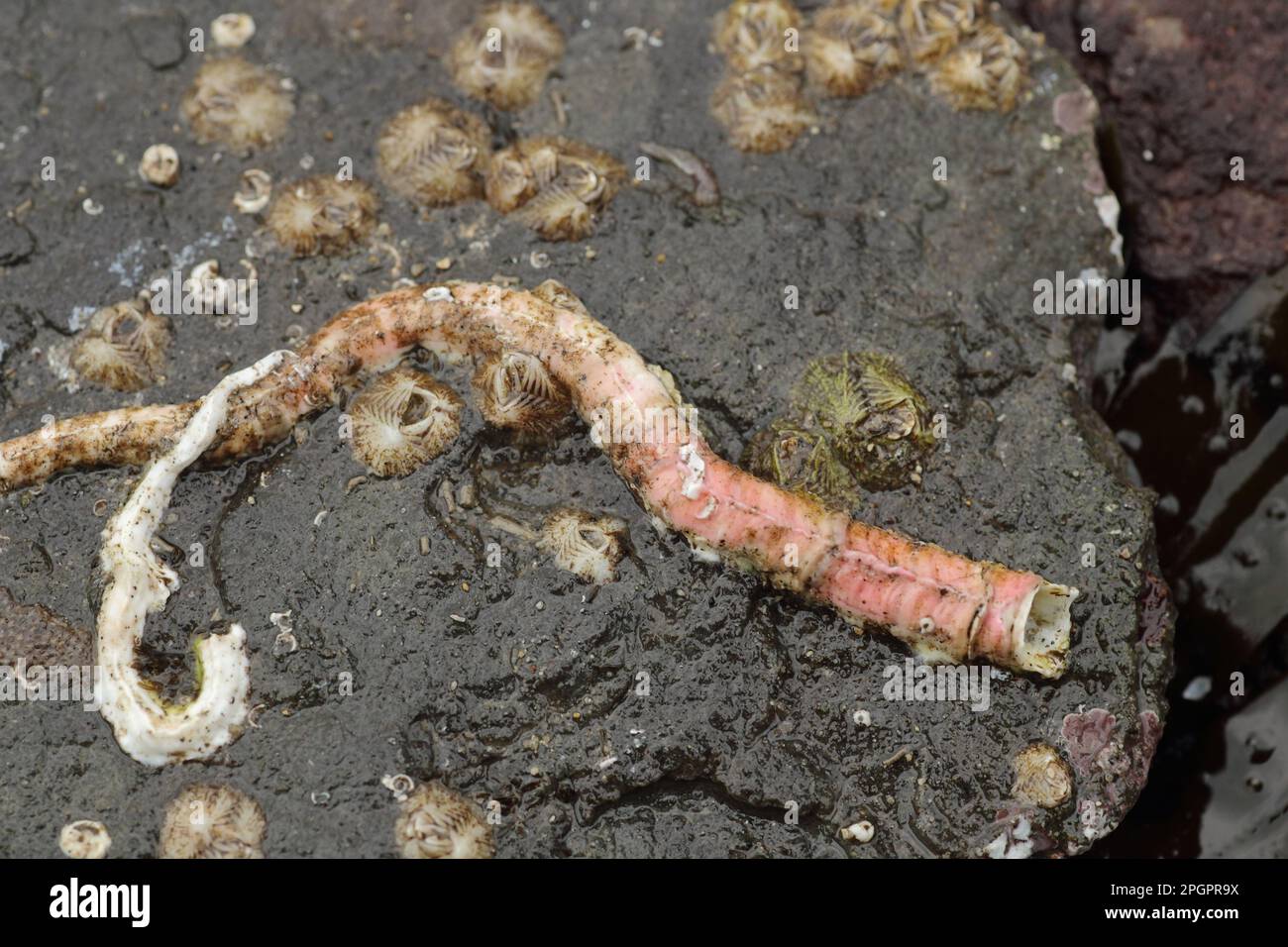Ver de ventilateur (Serpula vermicularis), tube calcaire sur roche avec ...