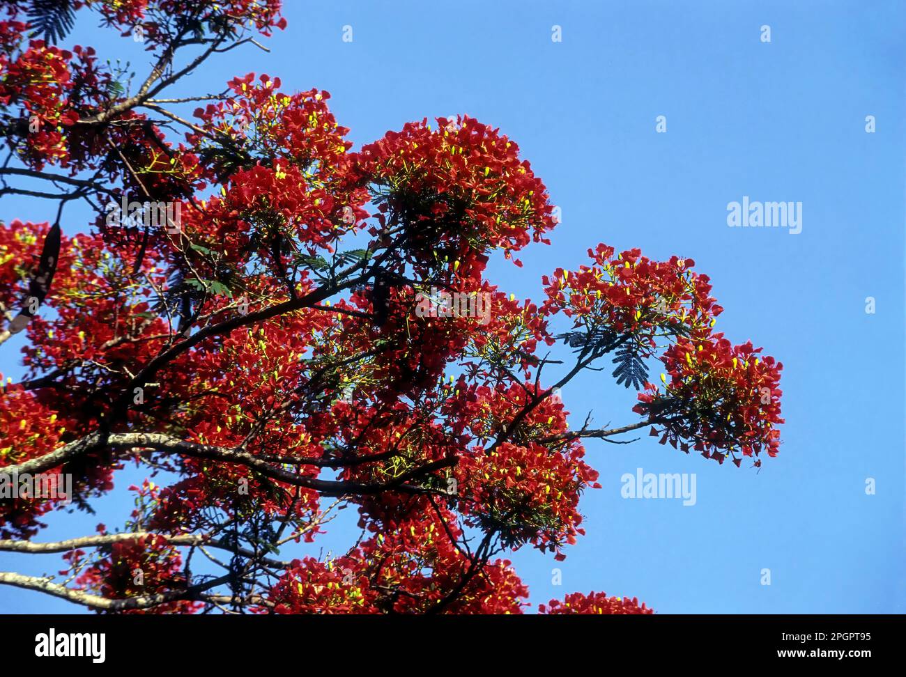 Arbre à fleurs Gulmohar fleur (Delonix regia) Tamil Nadu, Inde du Sud ...