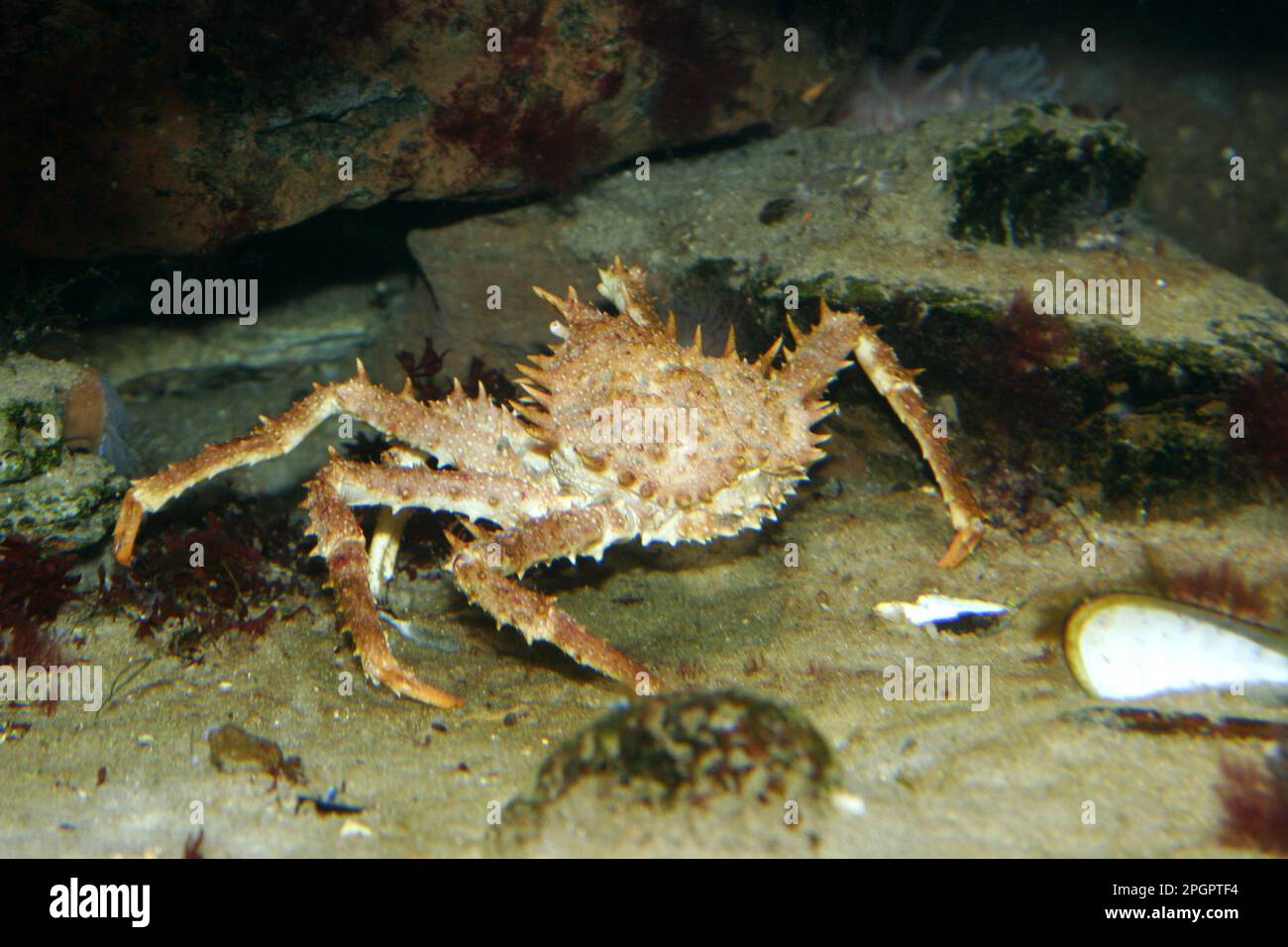 Crabe de pierre Banque de photographies et d’images à haute résolution ...