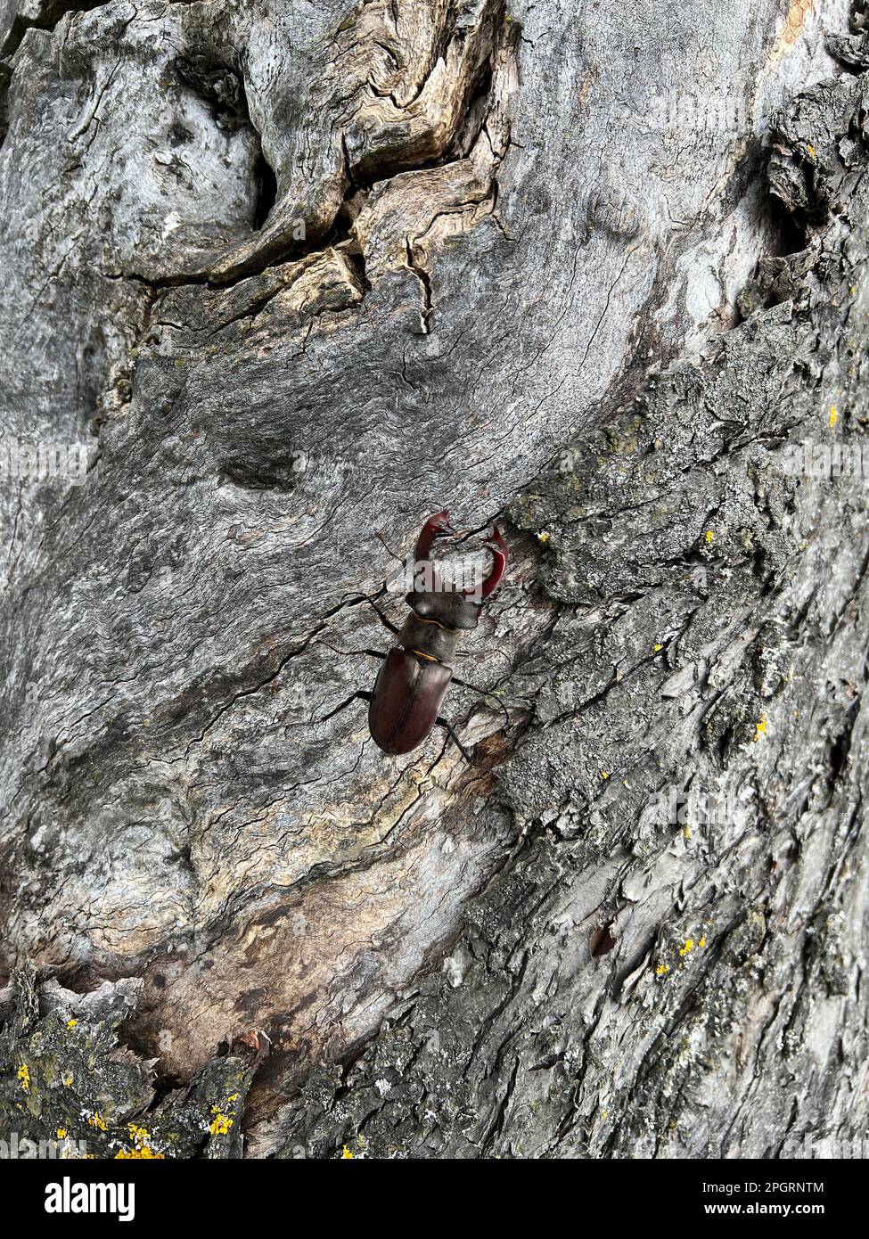 Hirschkaefer, Lucanus, cervus, ist ein Kaefer aus der Familie der ...