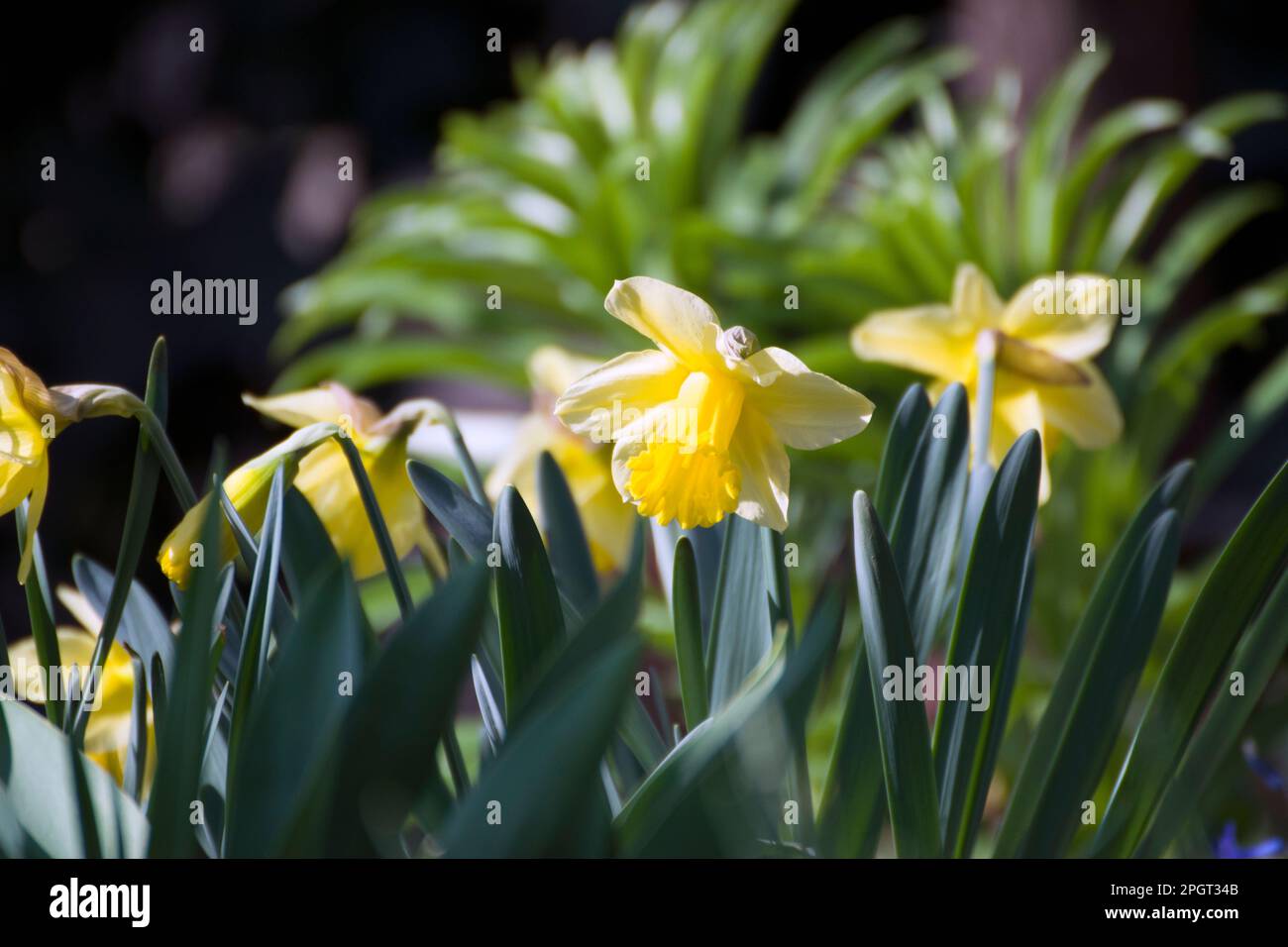 Flore plante en fleurs bulbe bulbeux Banque de photographies et d ...