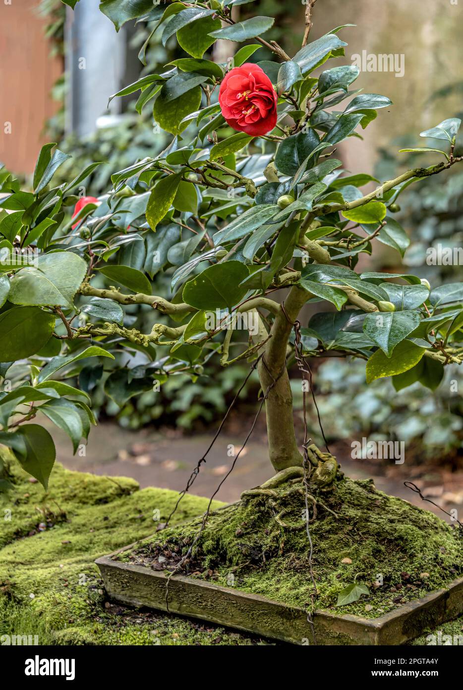 Arbre Bonsai d'un arbre Camellia Japonica dans le spectacle de camélia ...