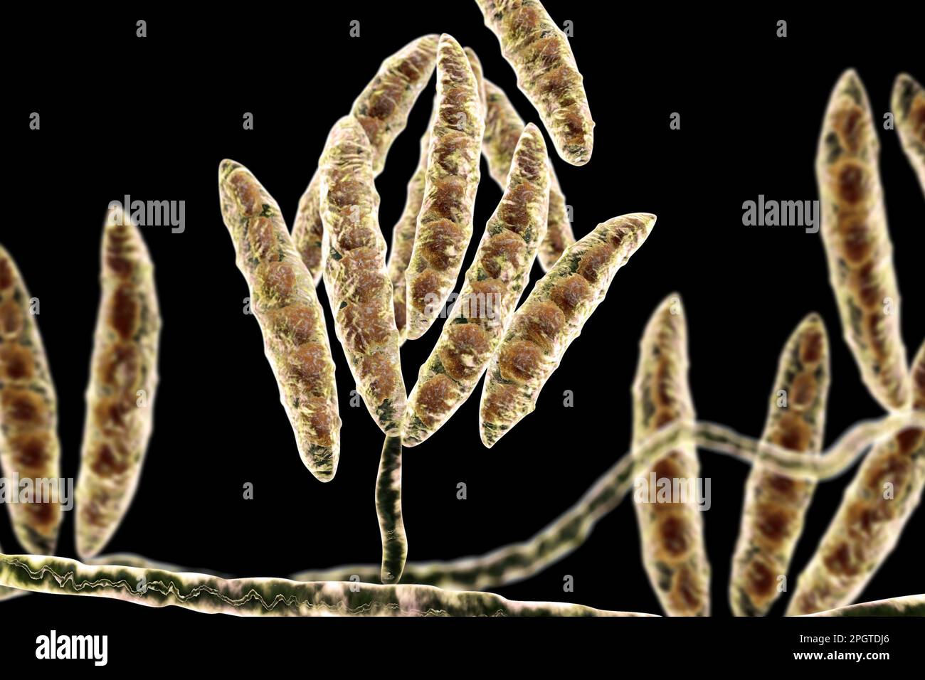 Illustration d'ordinateur de conidies (spores asexuées) à partir d'un ...