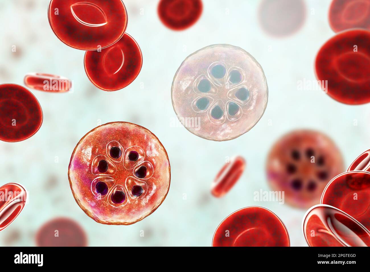 Protozoaire Plasmodium malariae à l'intérieur des globules rouges ...