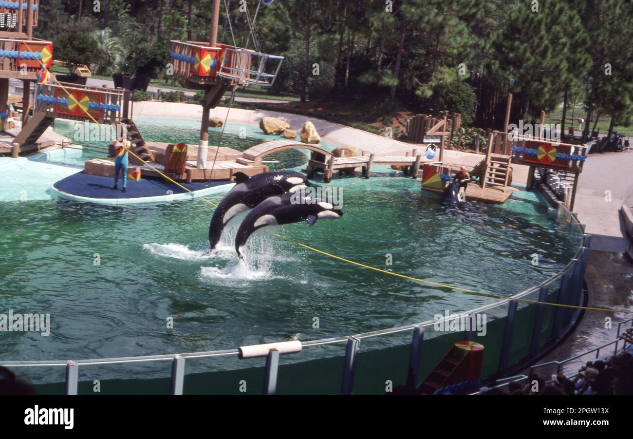 SeaWorld c'est Shamu Orca / Killer Whale Show à Orlando, Floride ...
