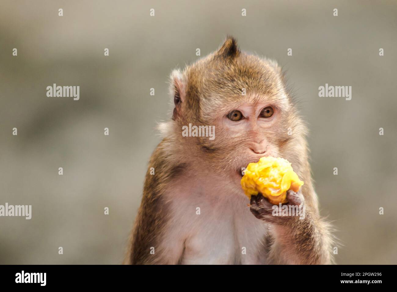 Le crabe macaque mange le fruit dans sa main. Le macaque a des cheveux ...