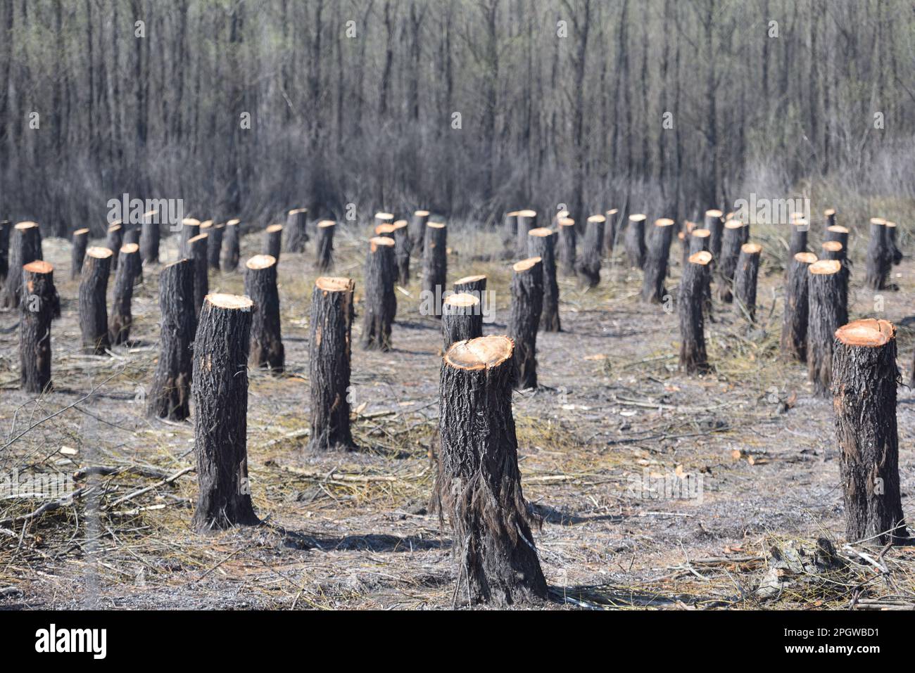 Témoignage de la destruction : la déforestation et son impact sur l ...
