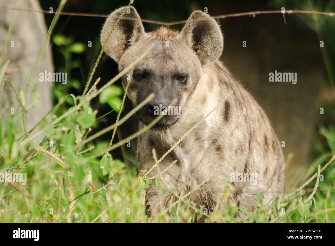Aspect Hyena à pois. Hyena est le plus grand type de hyena.Polka-dot ...