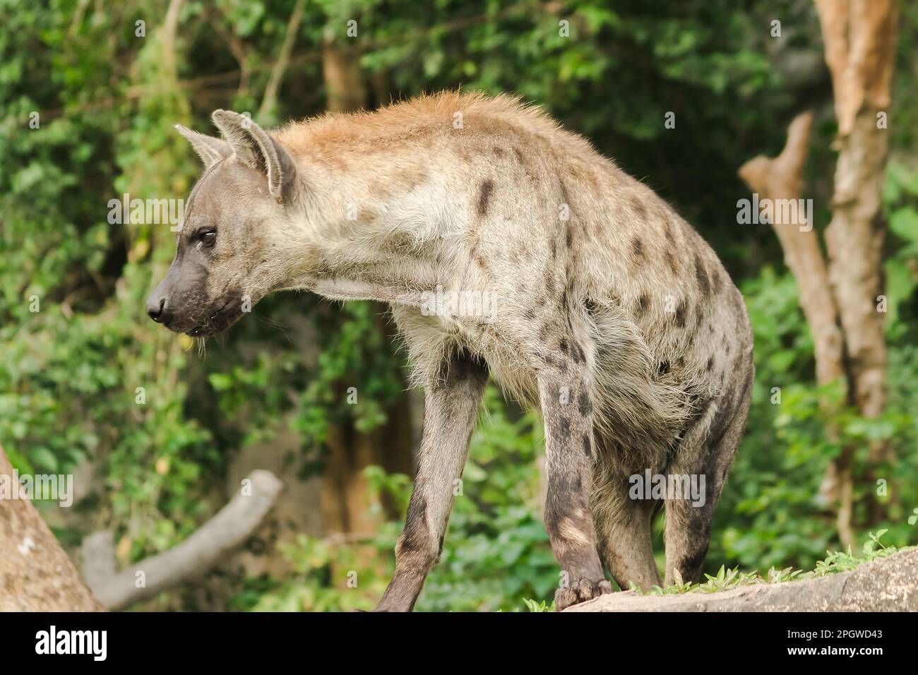 Aspect Hyena à pois. Hyena est le plus grand type de hyena.Polka-dot ...