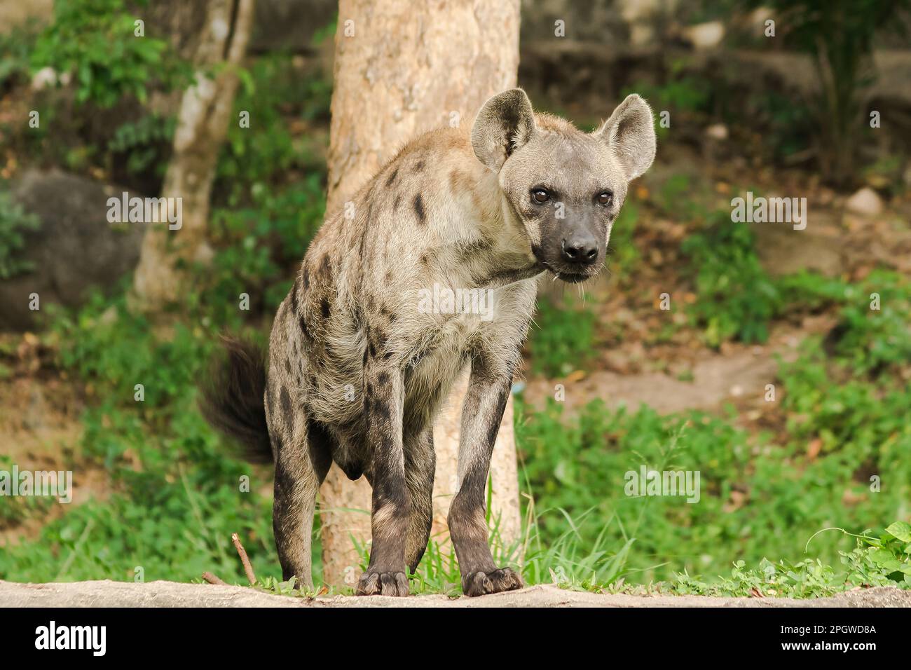 Aspect Hyena à pois. Hyena est le plus grand type de hyena.Polka-dot ...
