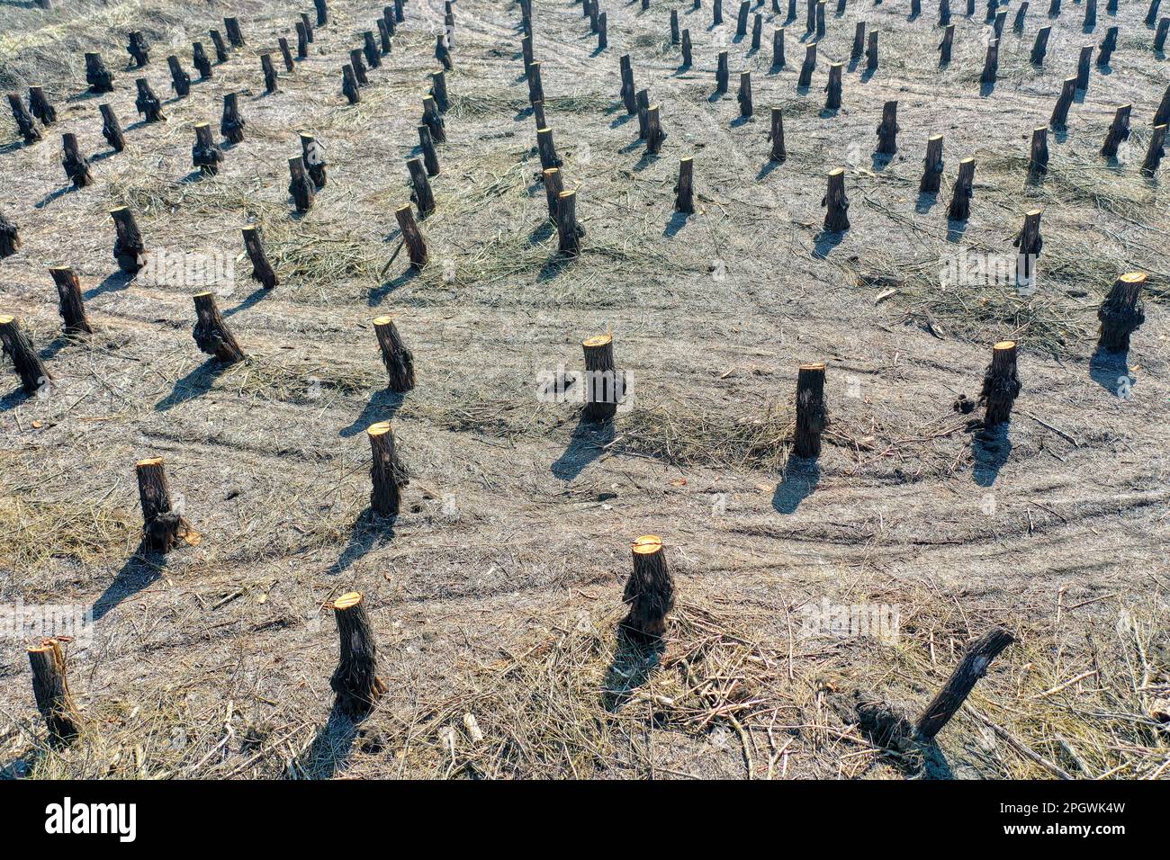 Témoignage de la destruction : la déforestation et son impact sur l ...