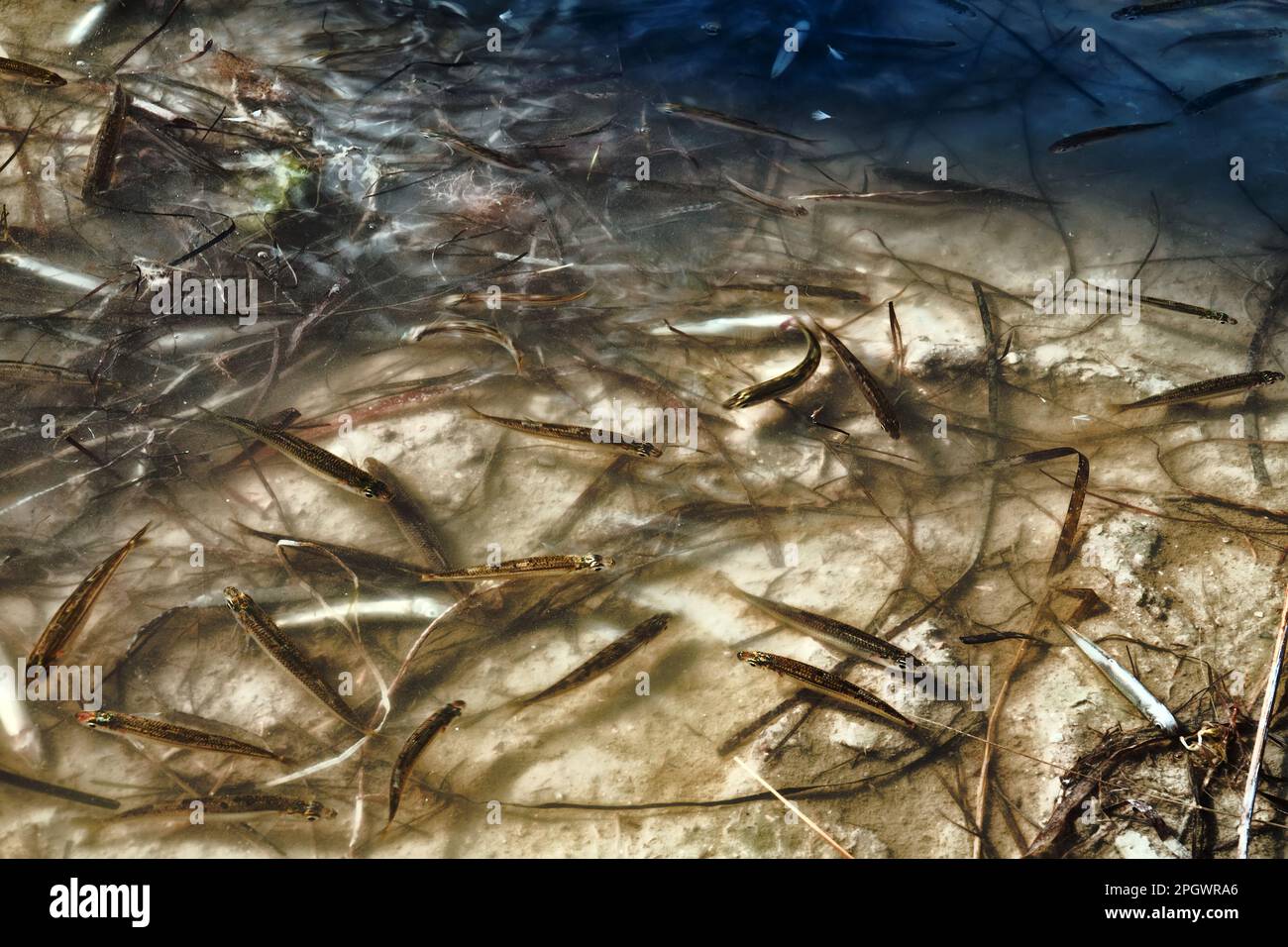 Un lagon séché (lac) et beaucoup de petits poissons morts, sécheresse ...