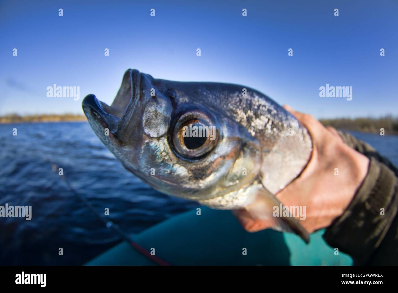 Le Sabrefish (Pelecus cultratus) a été capturé dans la rivière du nord ...
