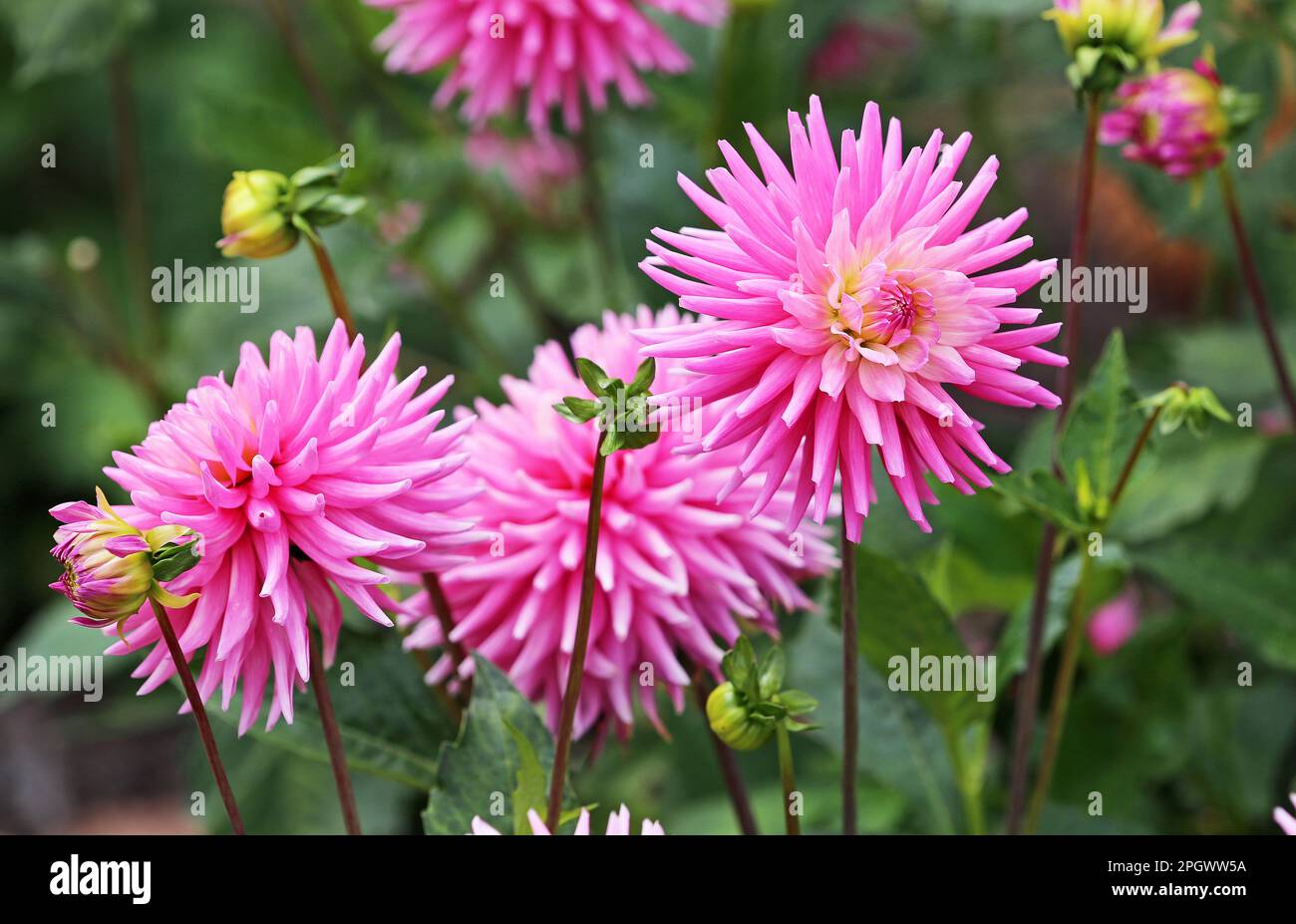 Fleurs de dahlia rose Banque de photographies et d’images à haute ...