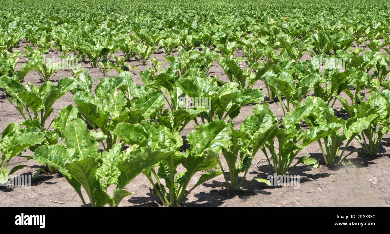 Pousse de betterave Banque de photographies et d’images à haute ...