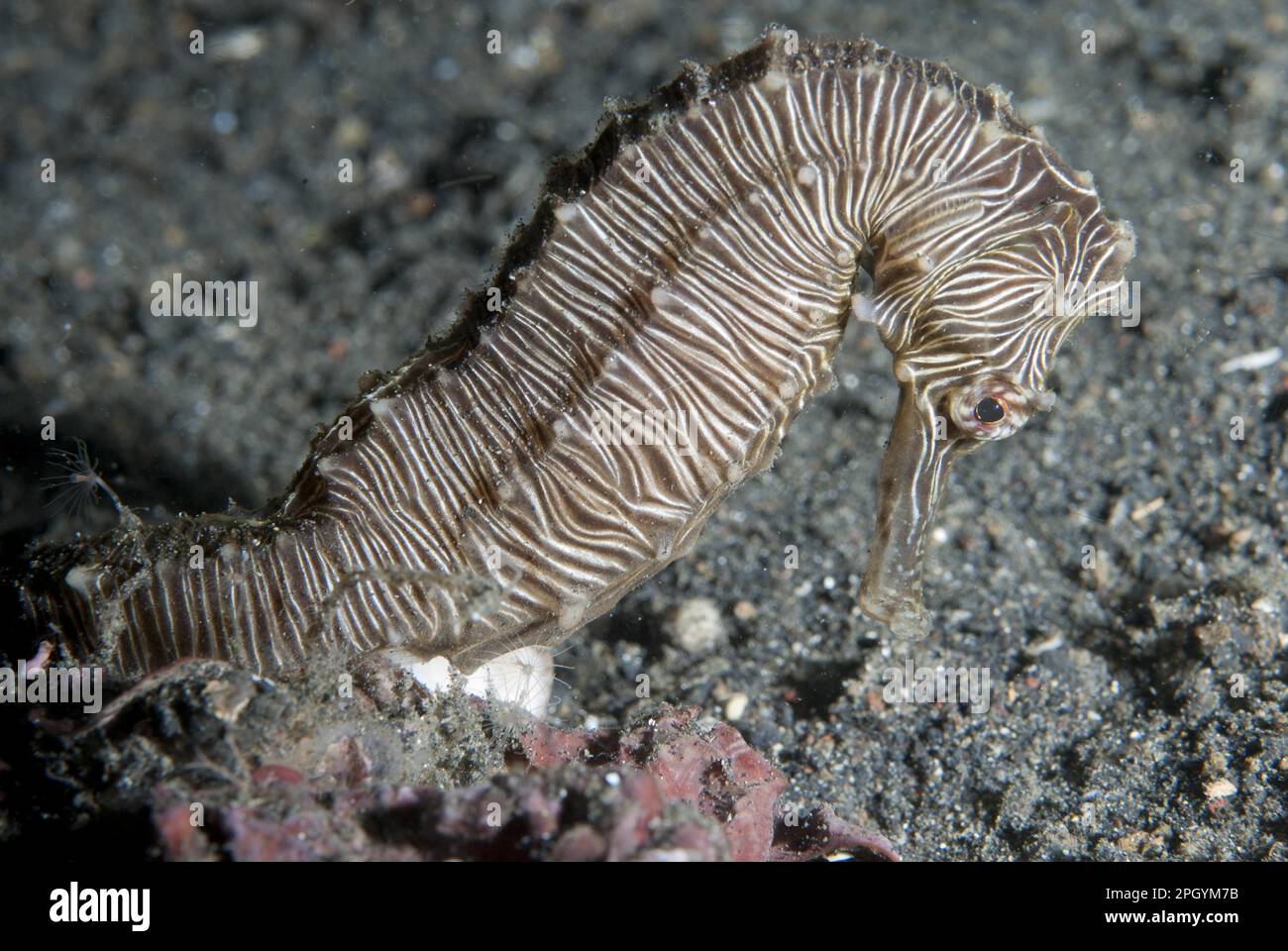 Manado hippocampe (Hippocampus manadensis) adulte, sur sable noir ...