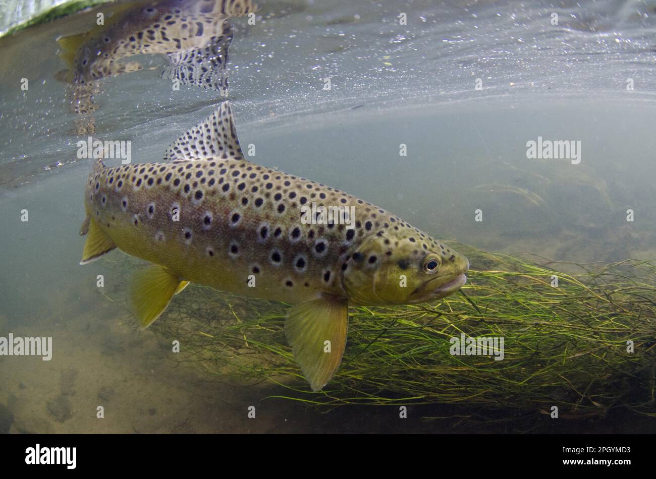 Trout river Banque de photographies et d’images à haute résolution - Alamy