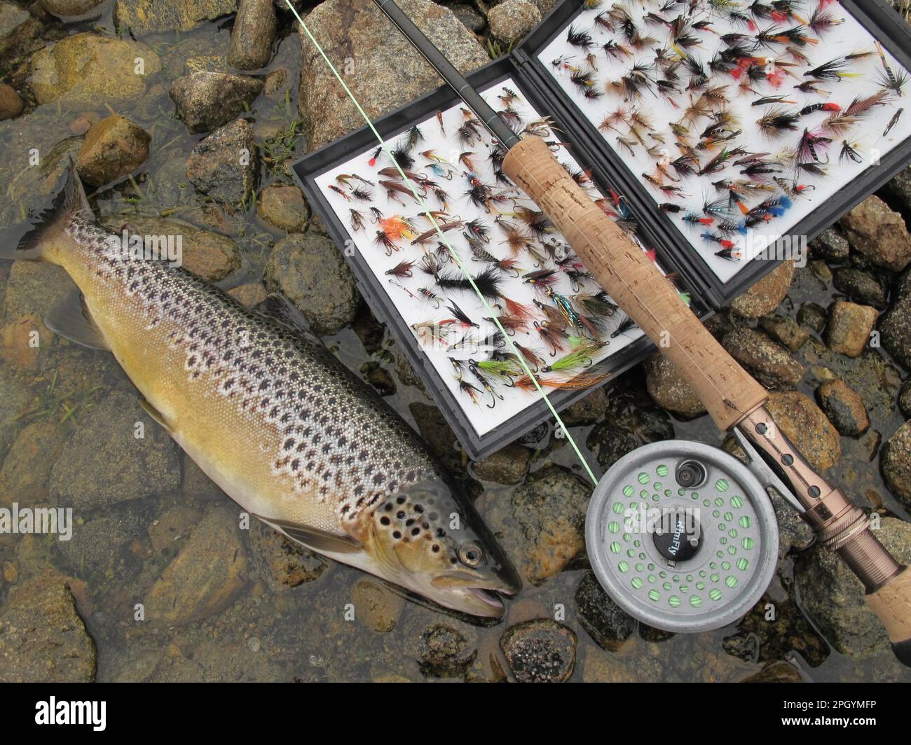 Pêche à la mouche, pêche à la truite brune (Salmo trutta) avec tige et ...