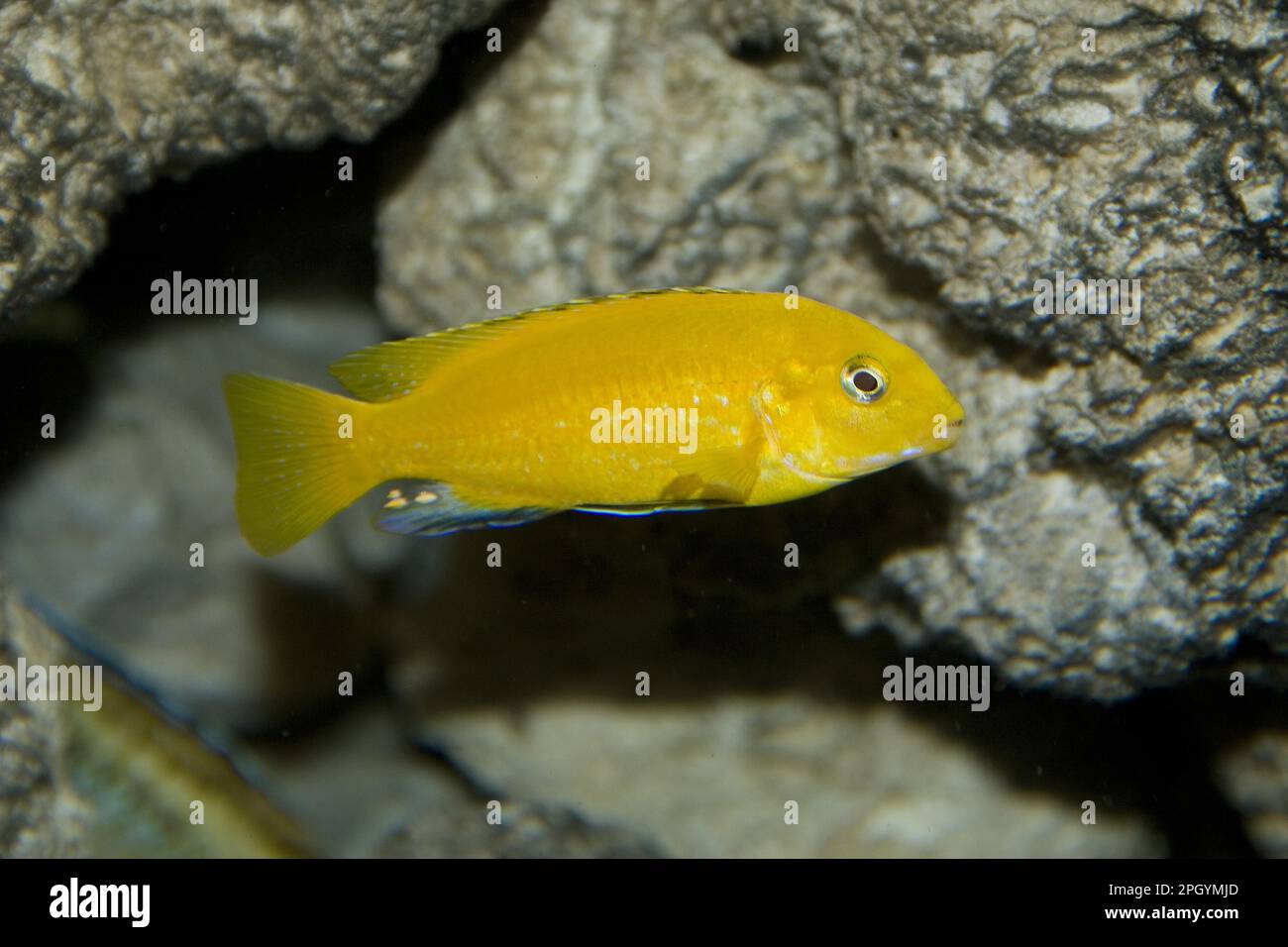 Cichlidé du lac malawi Banque de photographies et d’images à haute ...