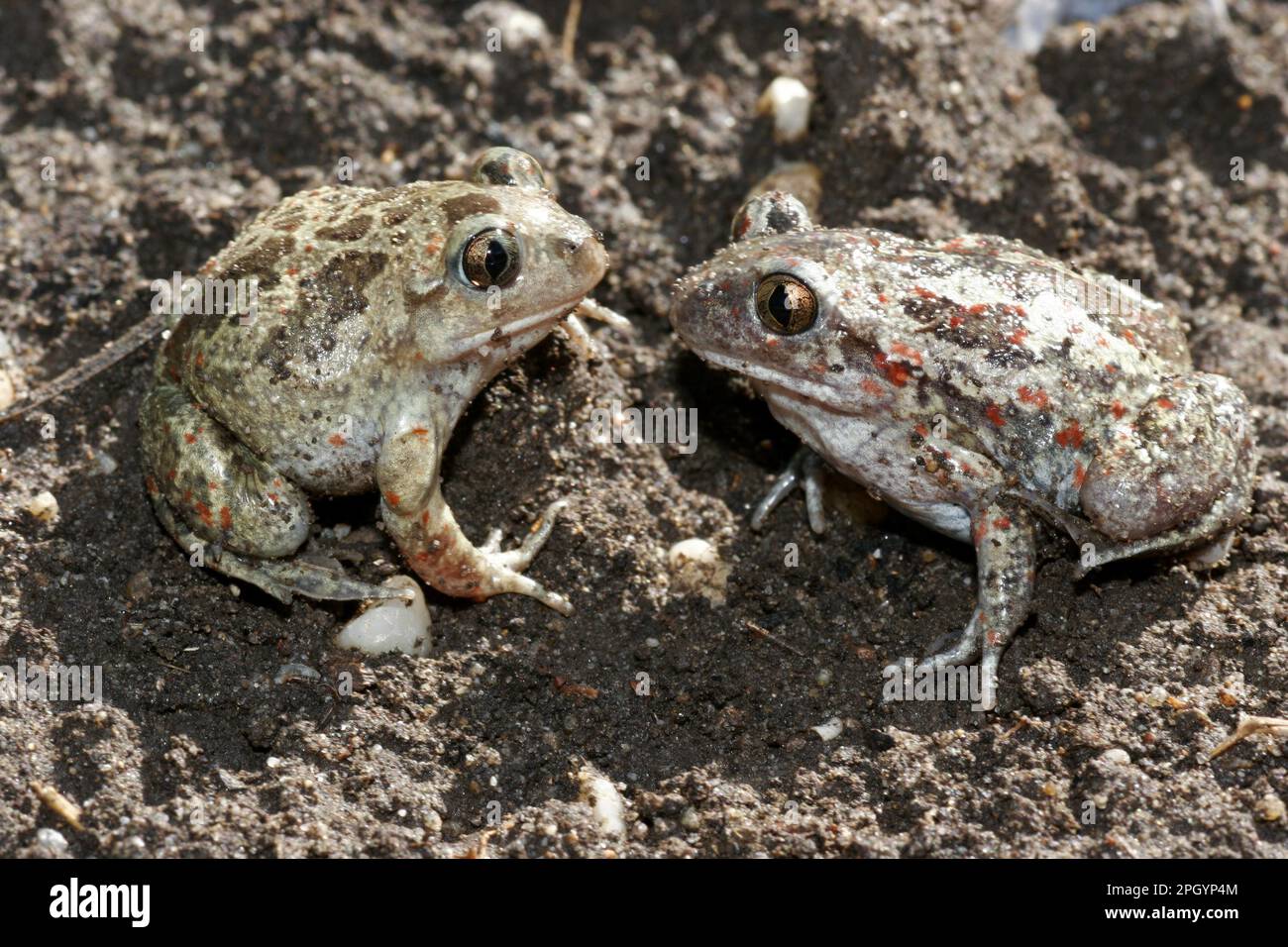 Couple de crapaud commun Banque de photographies et d’images à haute ...