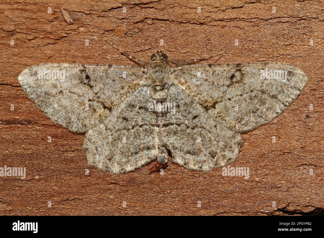 Diamondback moth Banque de photographies et d’images à haute résolution ...