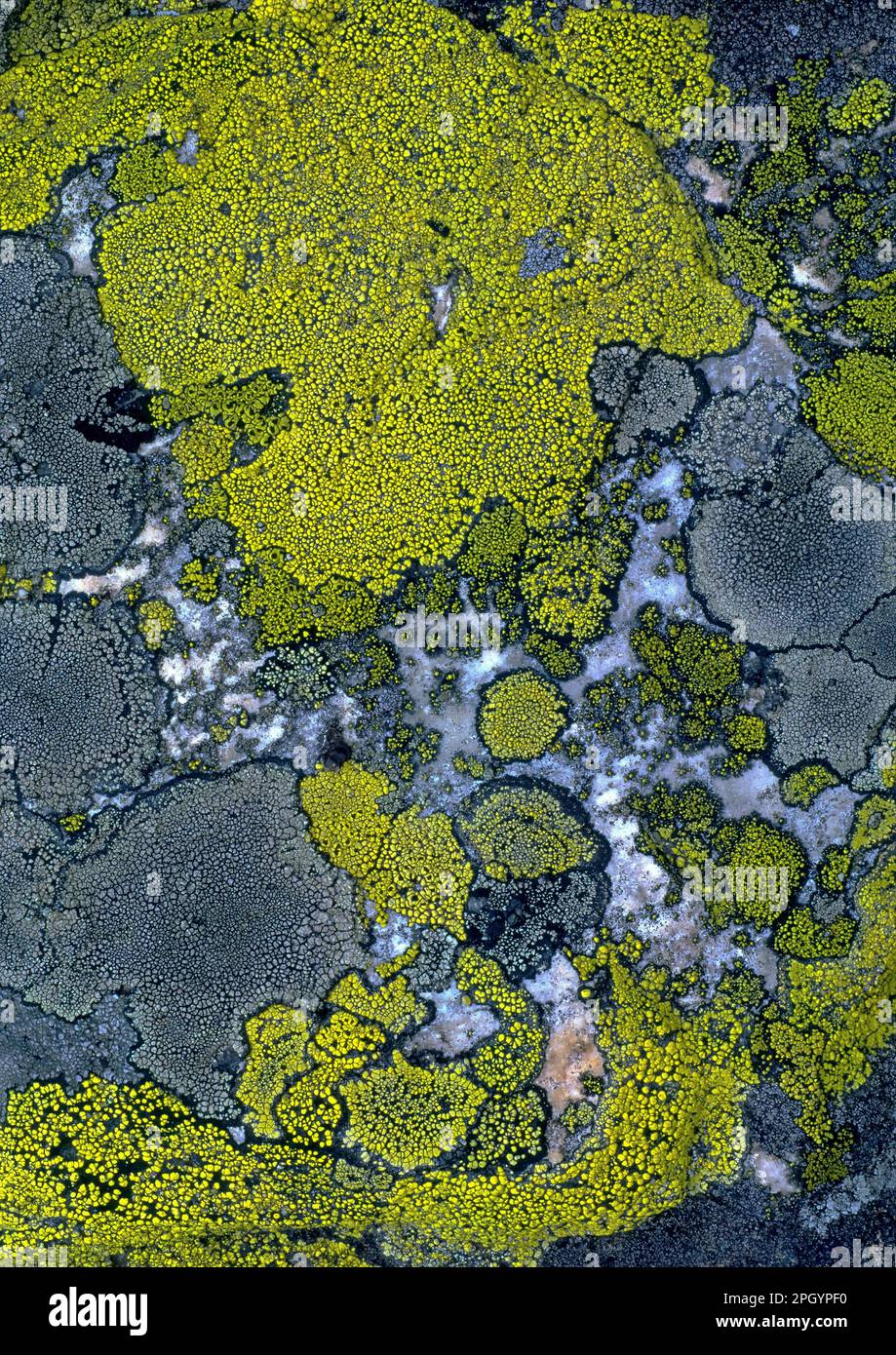 Map lichen Banque de photographies et d’images à haute résolution - Alamy
