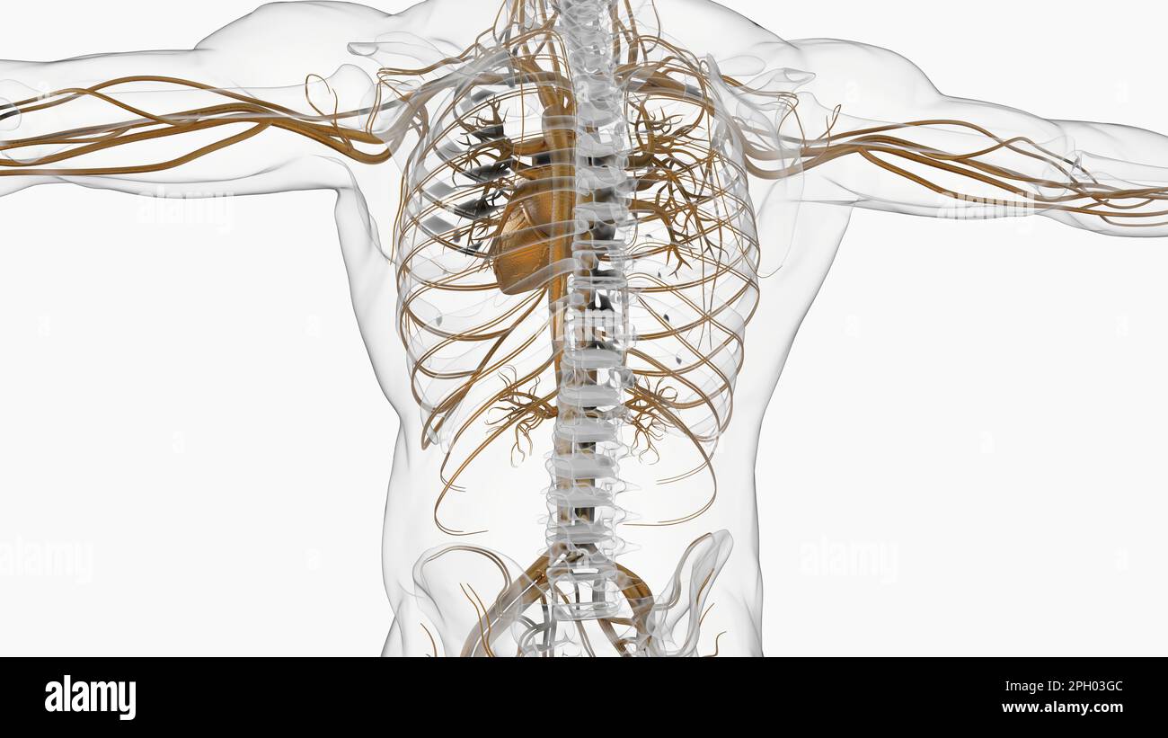 Anatomie du système circulatoire du cœur humain pour le concept médical ...