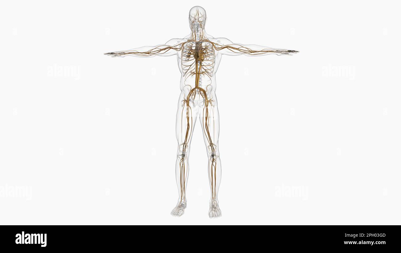 Anatomie du système circulatoire du cœur humain pour le concept médical ...