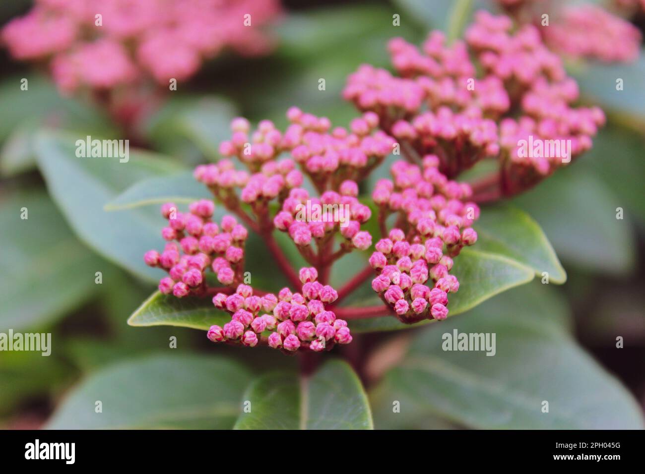Viburnum tinus plant Banque de photographies et d’images à haute ...