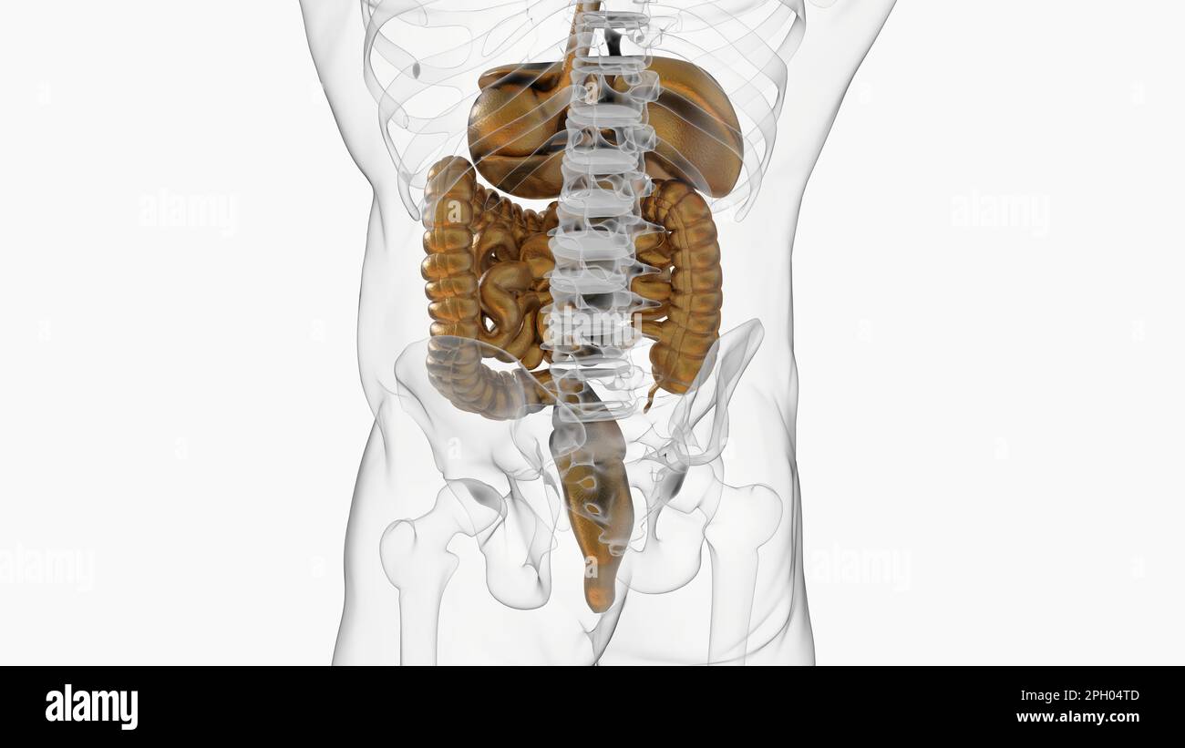 Anatomie du système digestif humain pour l'illustration du concept ...