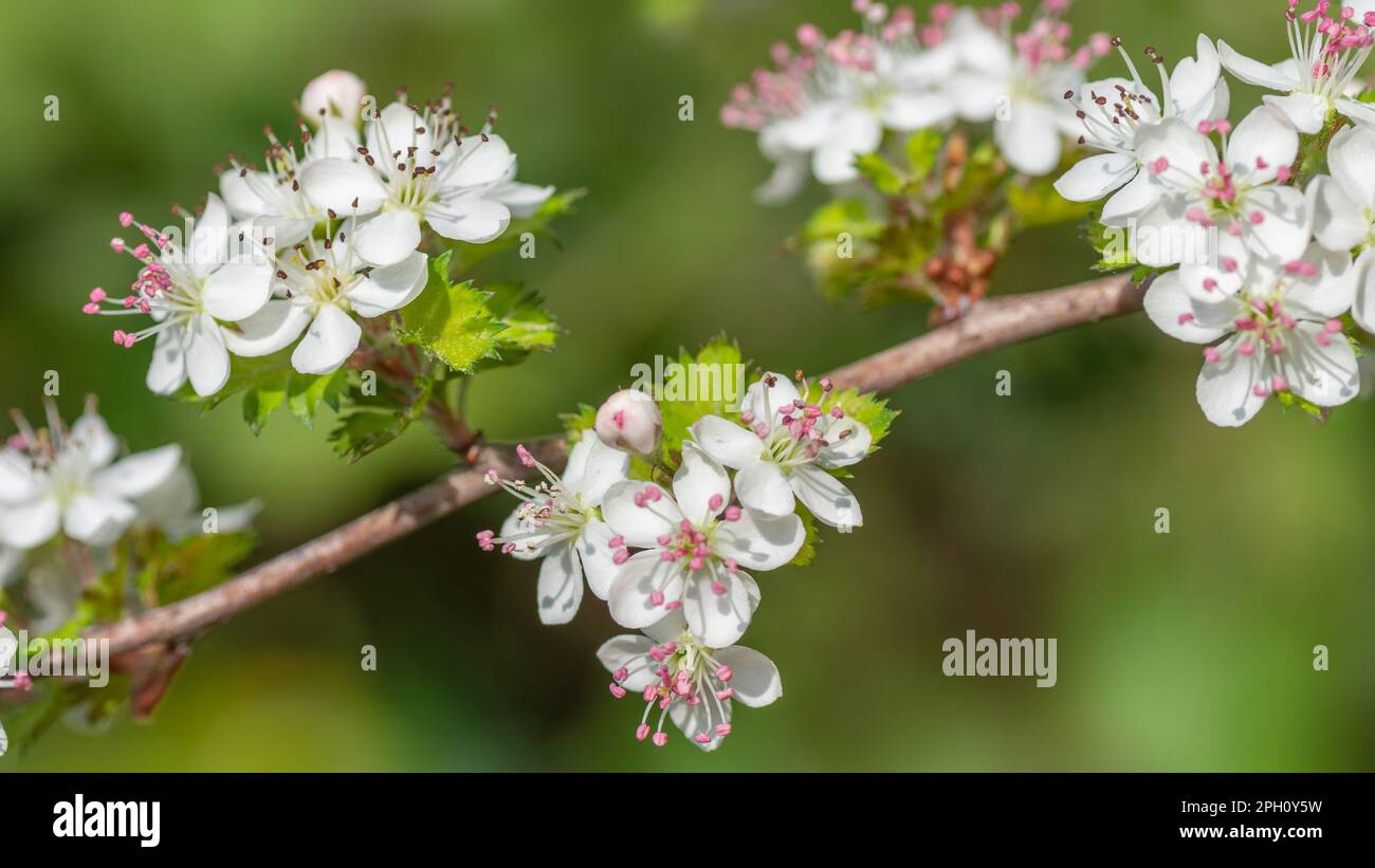 Crataegus marshallii Banque de photographies et d’images à haute ...