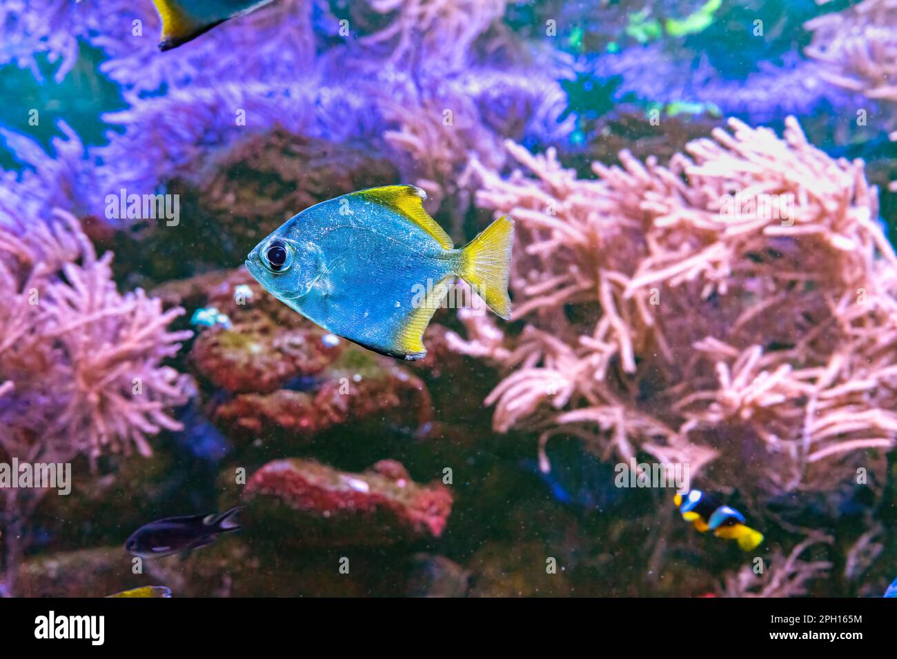 Monodactylus argenteus, myéline argentée, money argentée, bream au ...