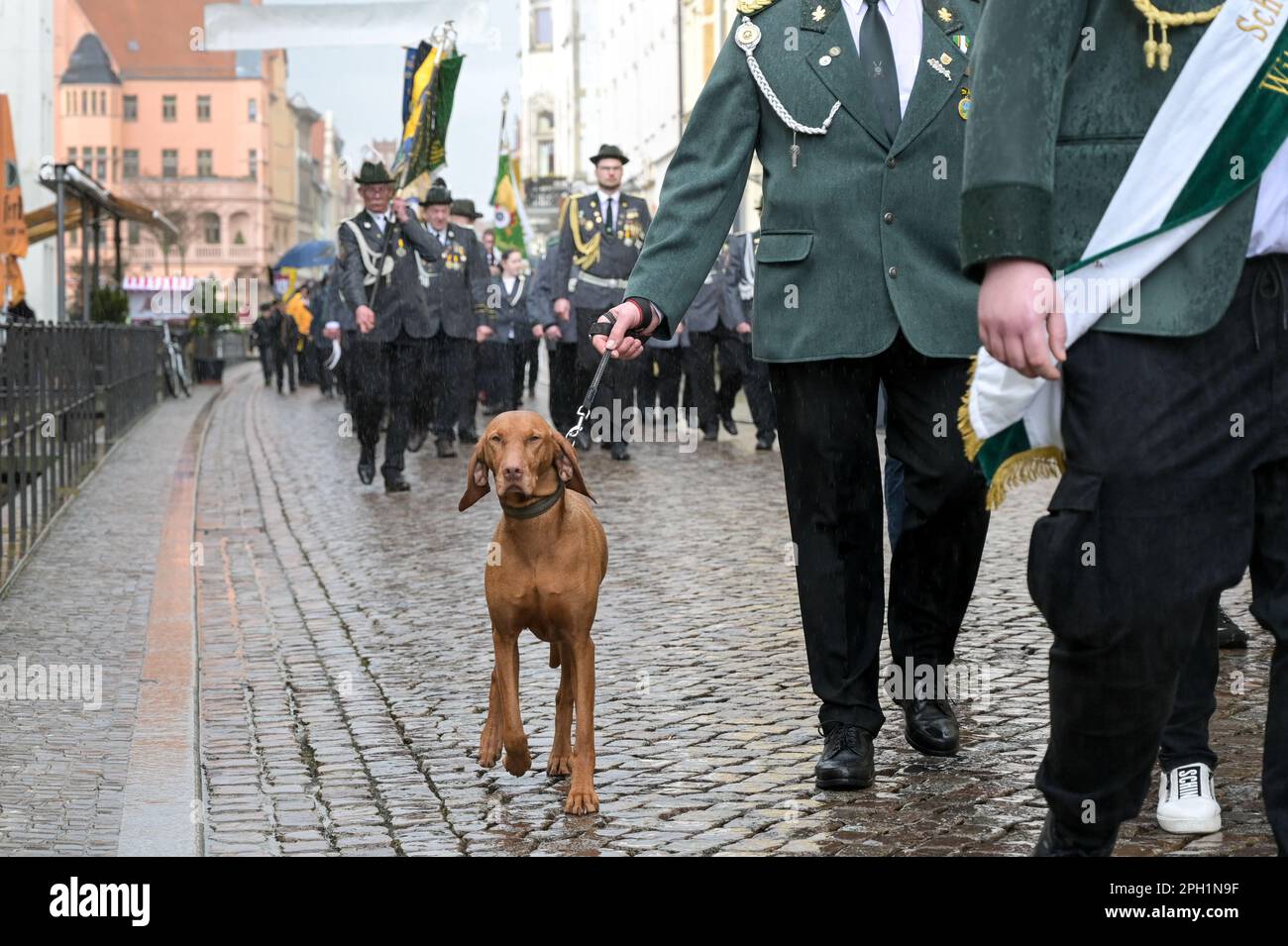 25 mars 2023, Saxe-Anhalt, Lutherstadt Wittenberg : un chien traverse ...