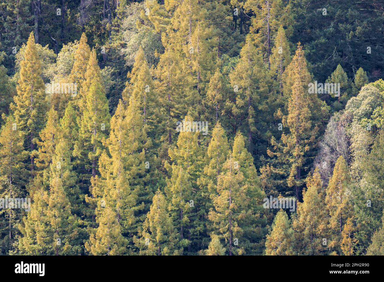 Pins imposants Banque de photographies et d’images à haute résolution ...