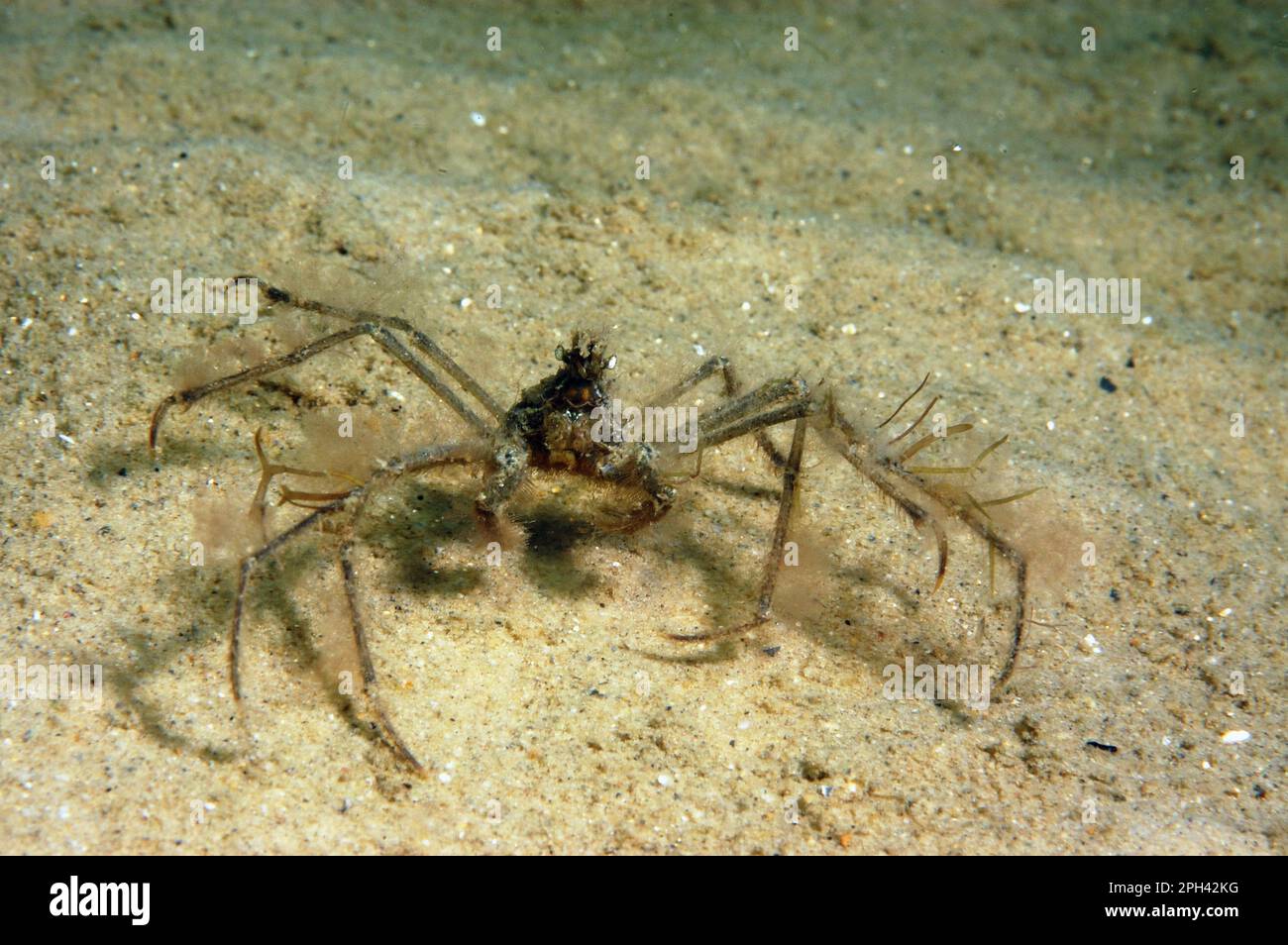 Crabe fantôme, crabe fantôme, crabe araignée, araignées de mer, autres animaux, Crabes ...