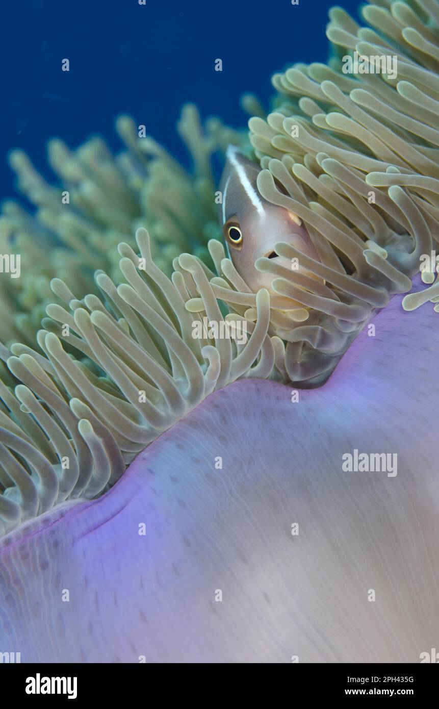 Poisson-clowfish rose (Amphiprion perideraion), adulte, entre les ...