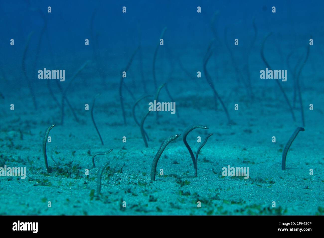 Spaghetti eel Banque de photographies et d’images à haute résolution ...