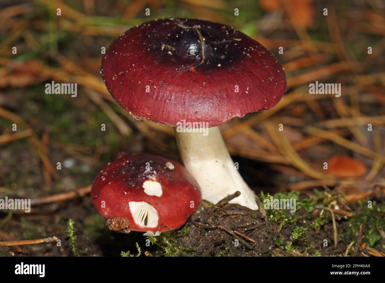 Hareng rouge Banque de photographies et d’images à haute résolution - Alamy