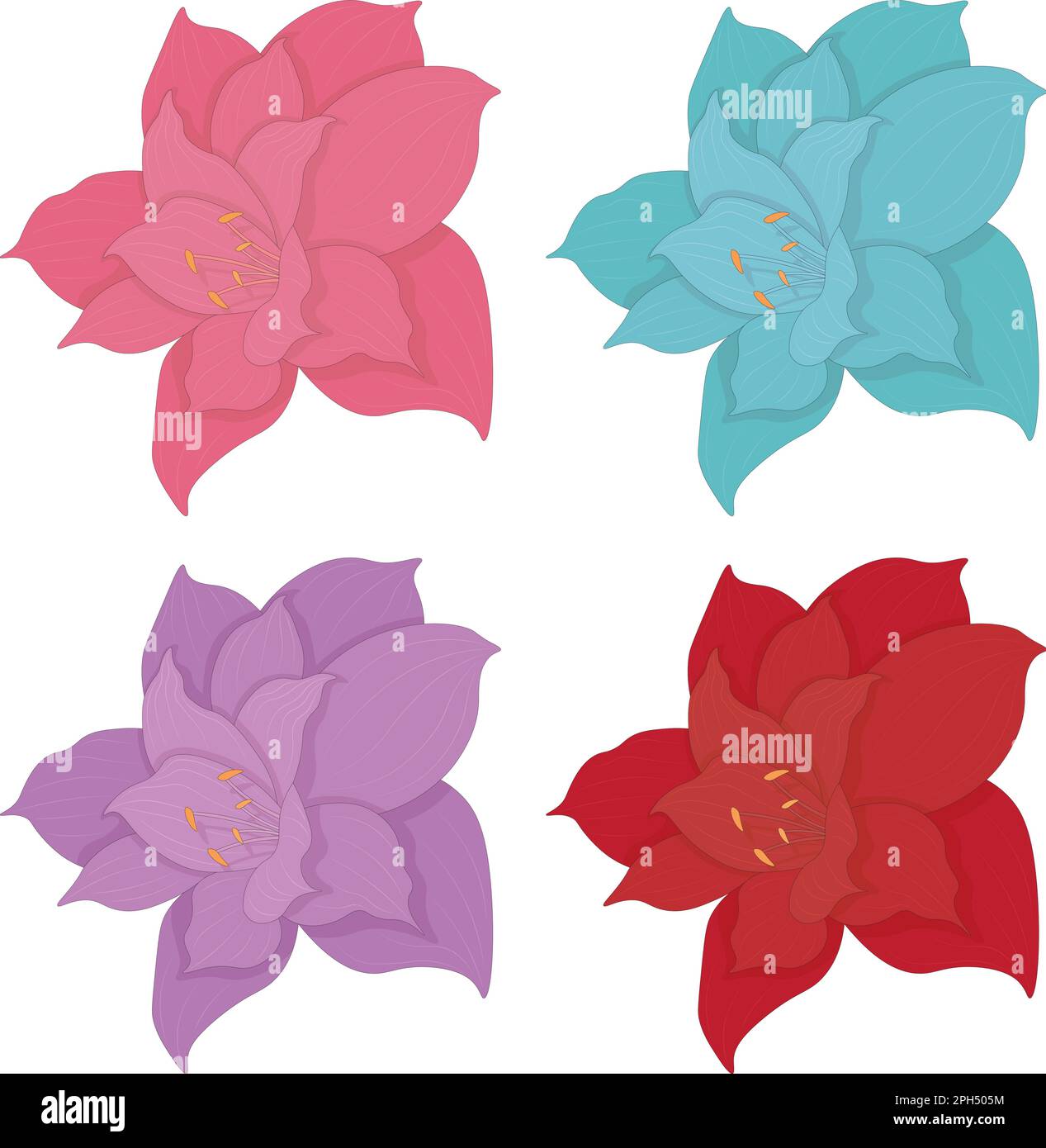 Fleurs de lys amaryllis rouge Banque d'images vectorielles - Alamy