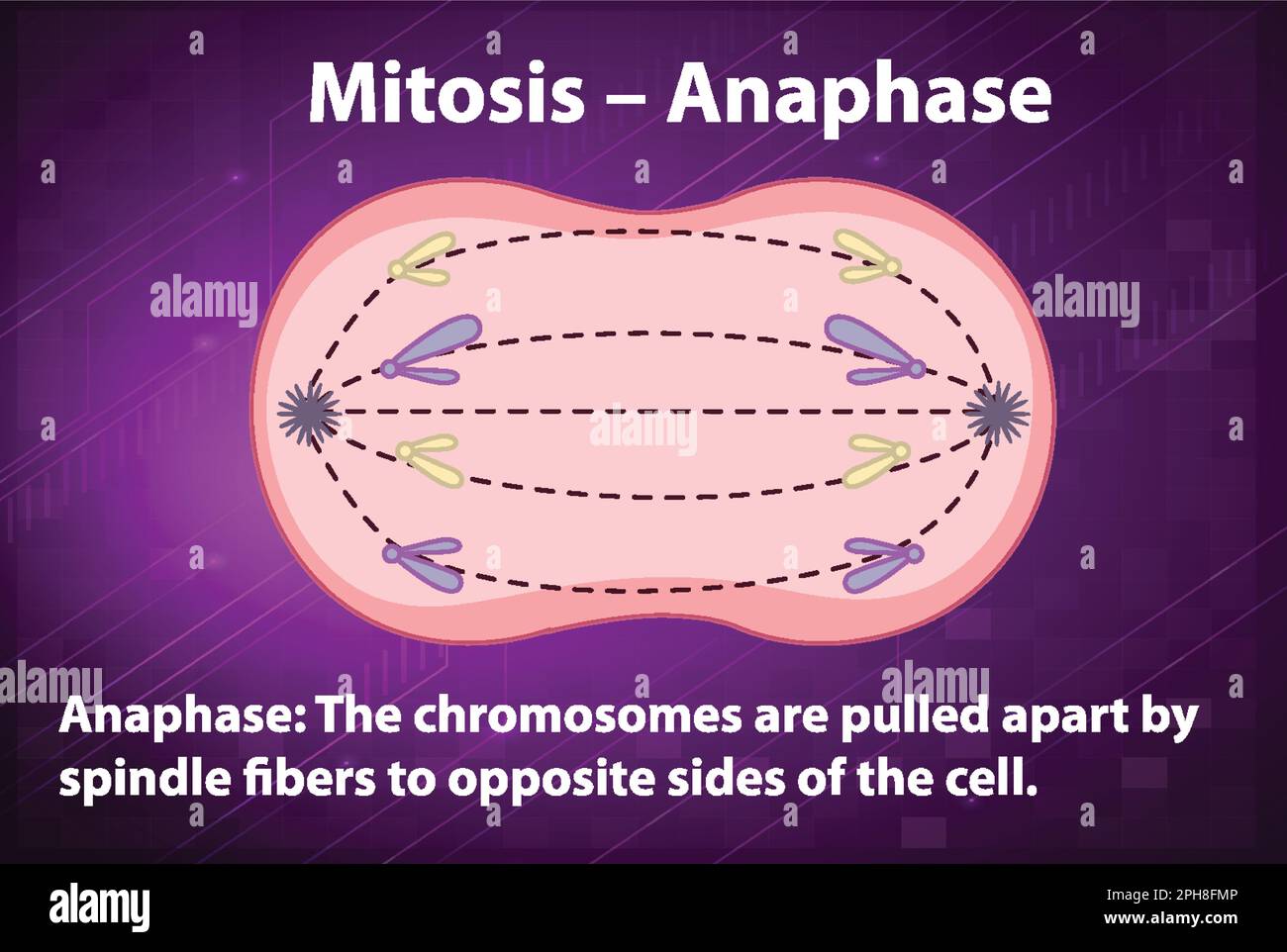 Processus de mitose anaphase avec illustration des explications Image ...